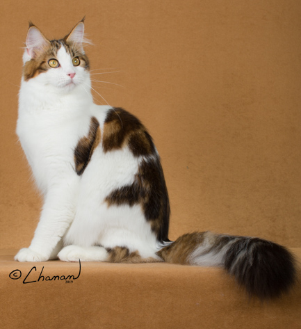 Catgo – Catgo Cattery